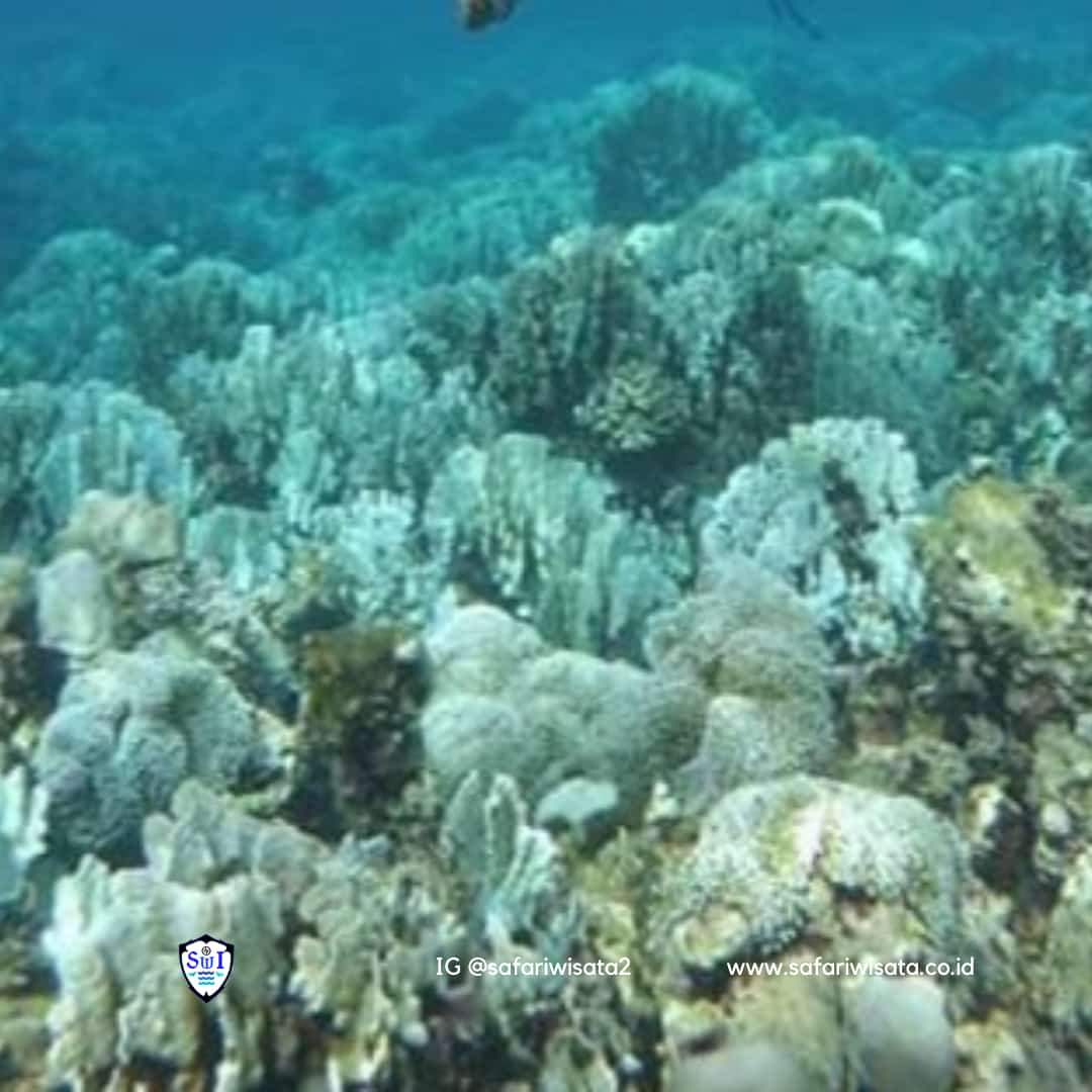 Sabang Pulau Weh Island Diving, Fishing, Spearfishing & Bukit Lawang ...
