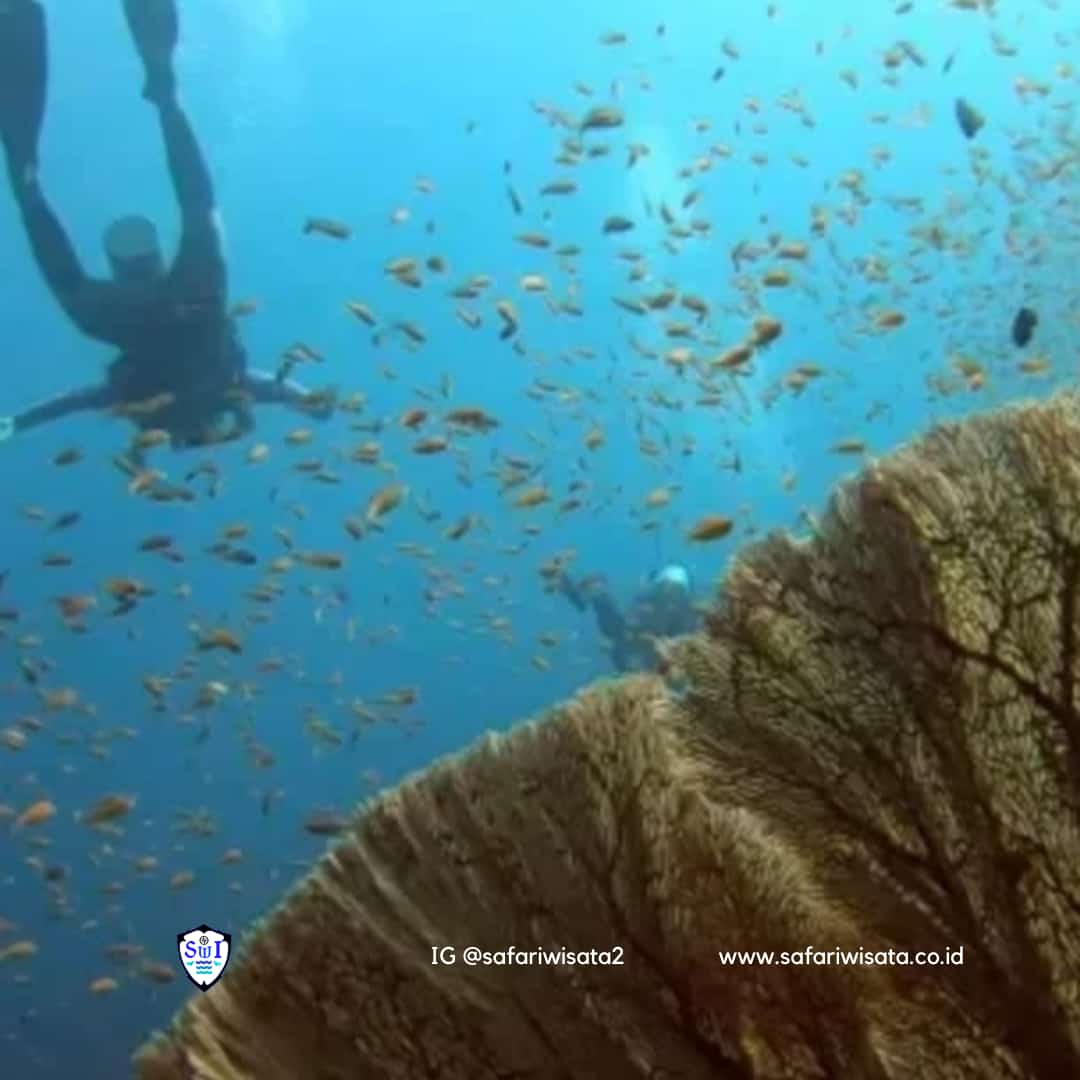 Sabang Pulau Weh Island Diving, Fishing, Spearfishing & Bukit Lawang ...