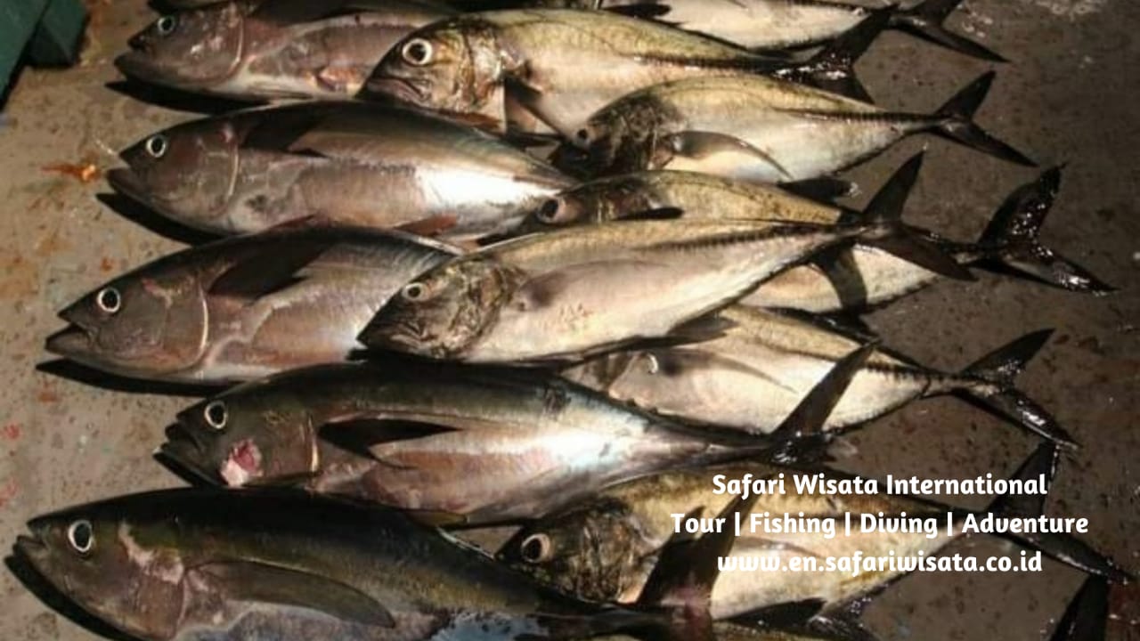 Sabang Pulau Weh Island Diving, Fishing, Spearfishing & Bukit Lawang ...